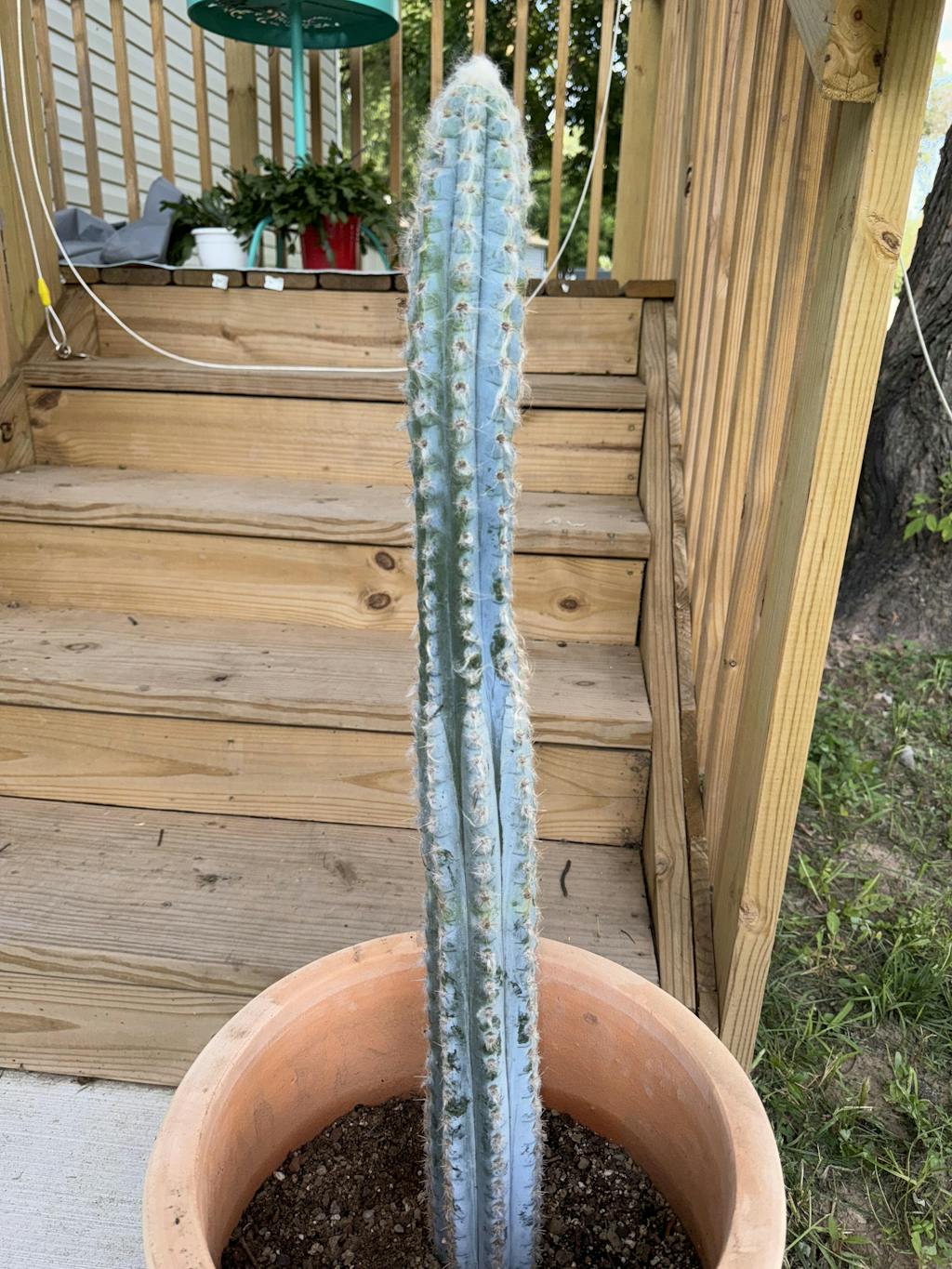 Brazillian Blue Columnar (Pilosocereus pachycladus) | Exotic Cacti ...