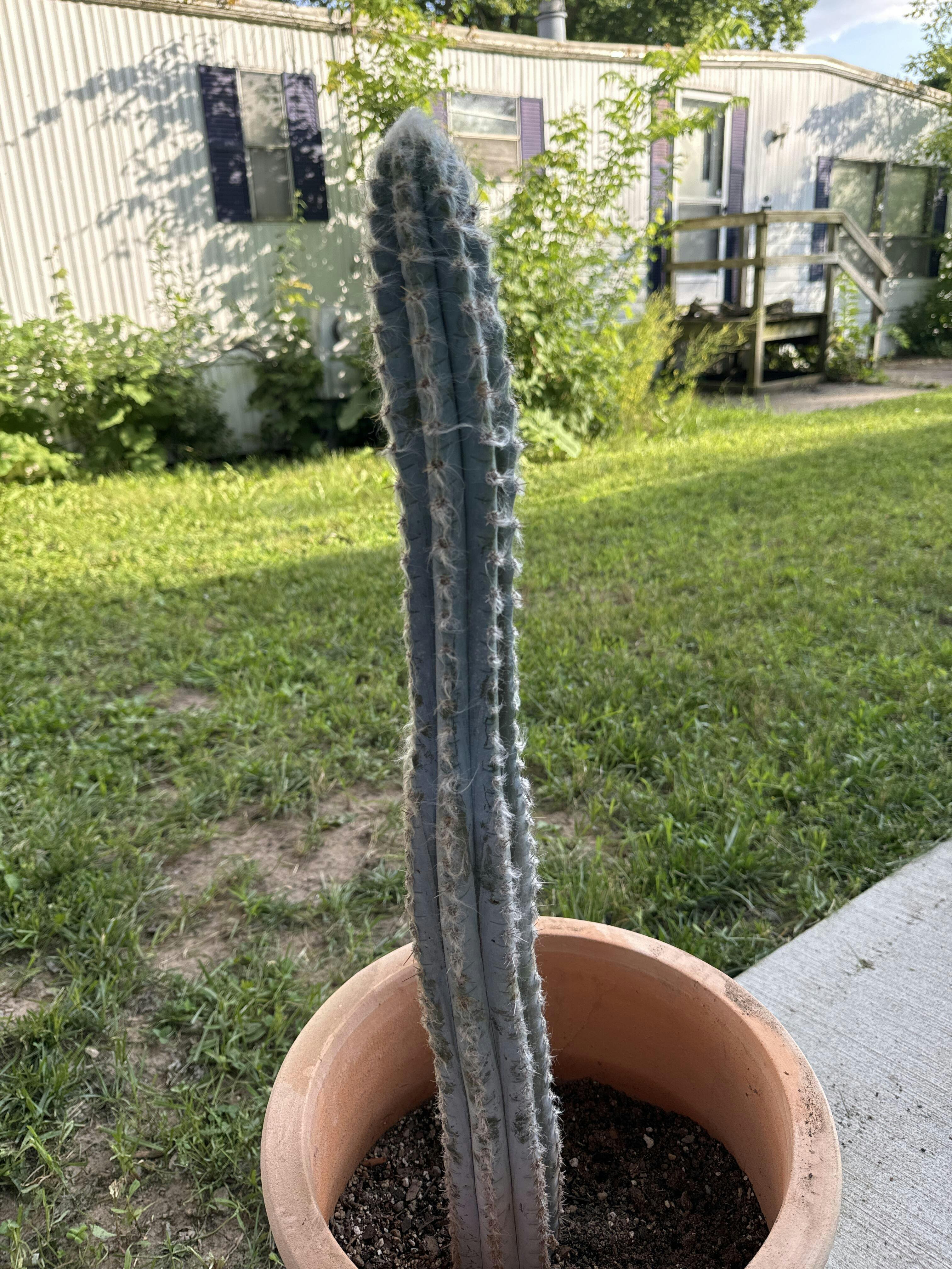 Brazillian Blue Columnar (Pilosocereus pachycladus) | Exotic Cacti ...