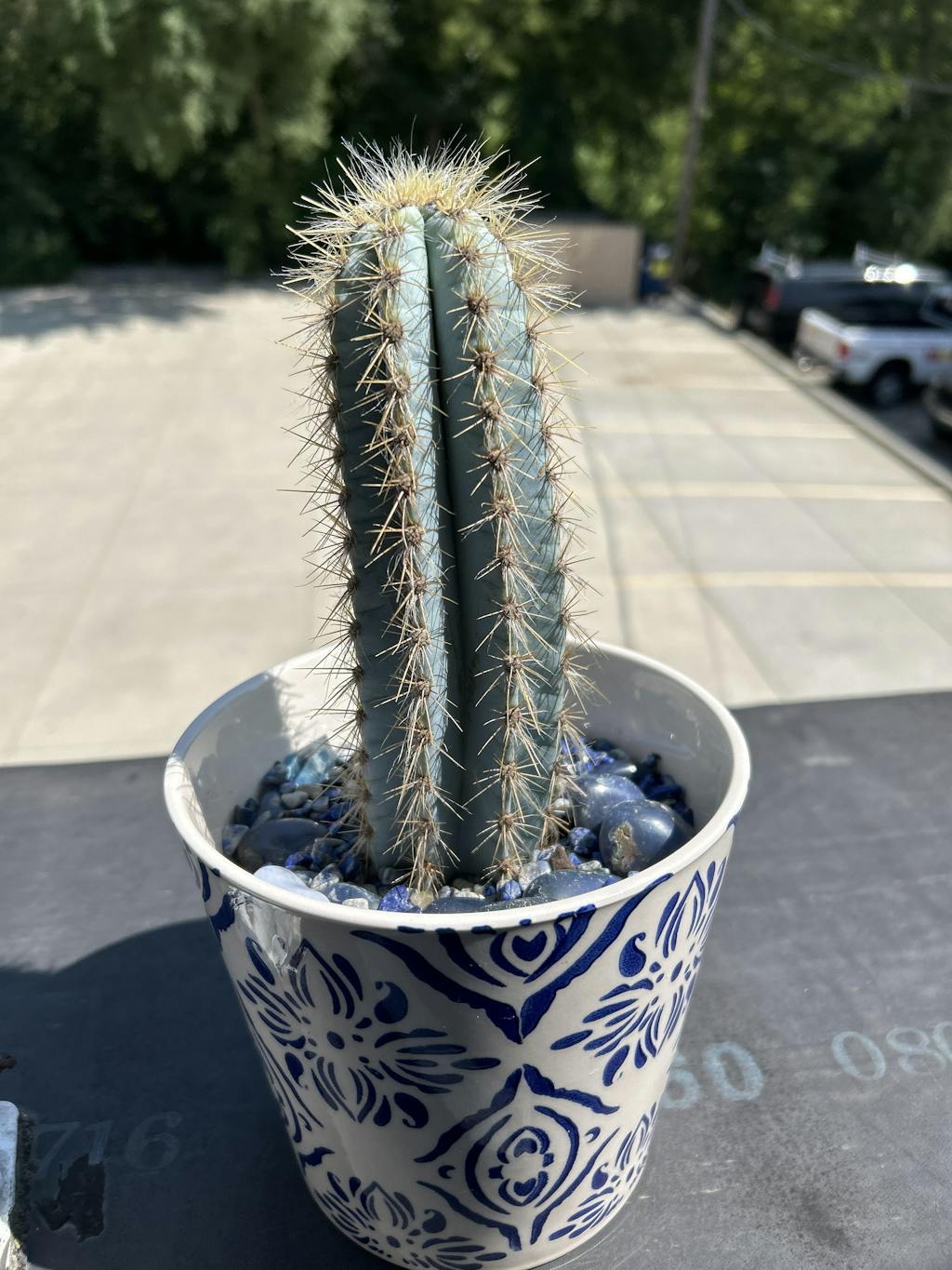 Brazilian Blue Cactus, Pilosocereus azureus, Blue Torch Cactus, Blue ...