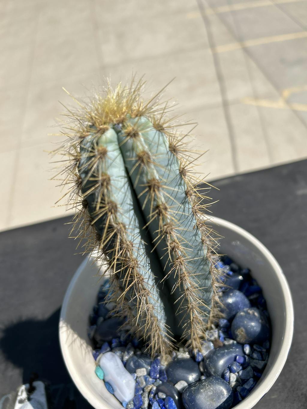 Brazilian Blue Cactus, Pilosocereus azureus, Blue Torch Cactus, Blue ...