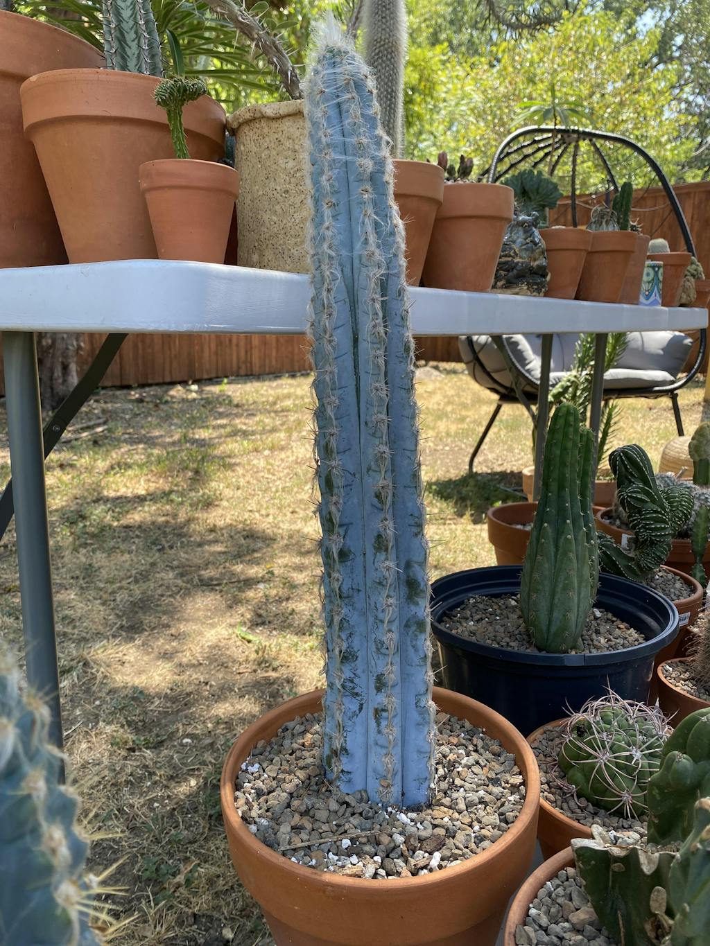 Brazilian Blue Cactus, Pilosocereus azureus, Blue Torch Cactus, Blue ...
