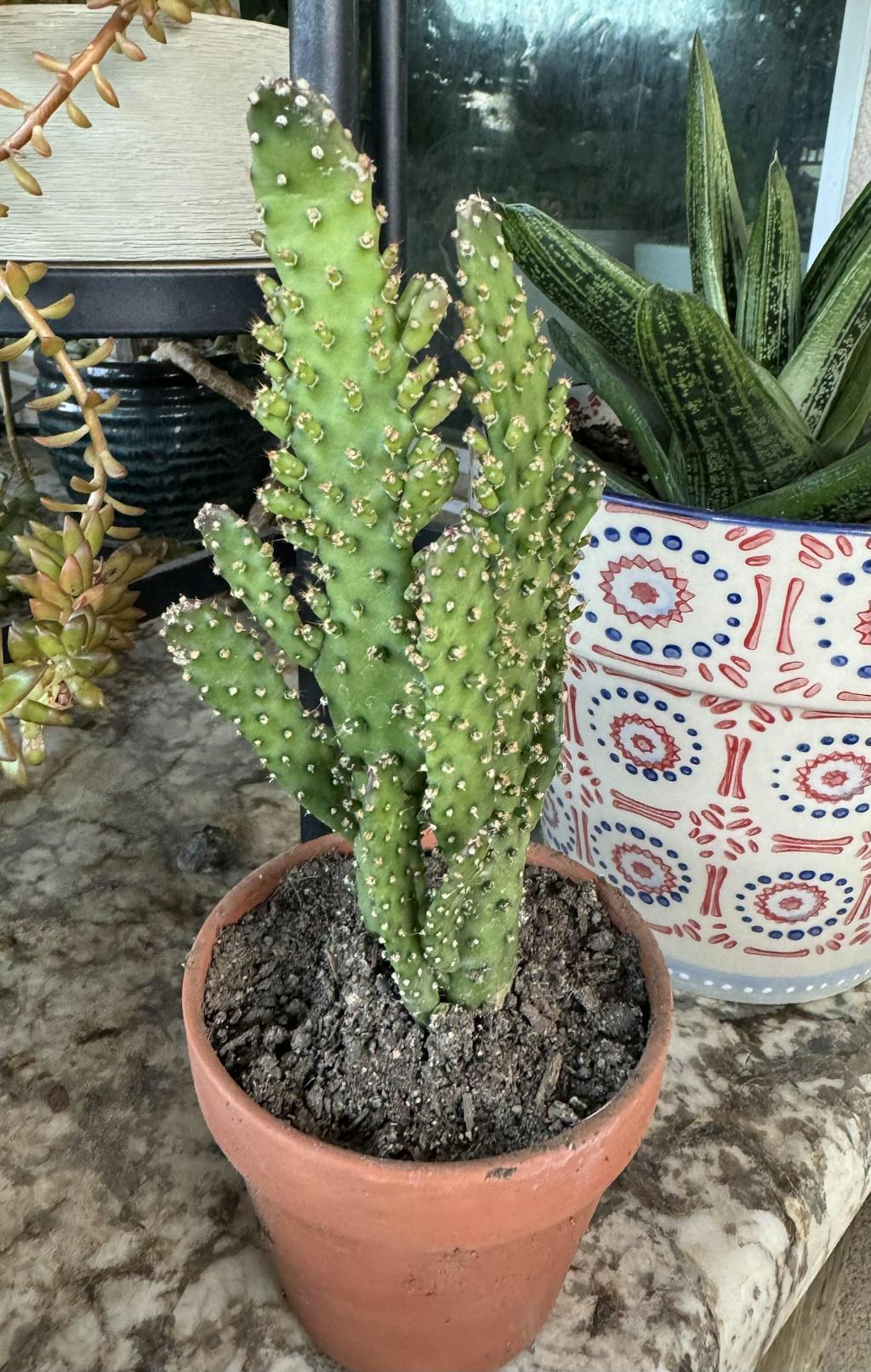 Drooping Prickly Pear Cactus - Opuntia Monacantha – CactusWarehouse