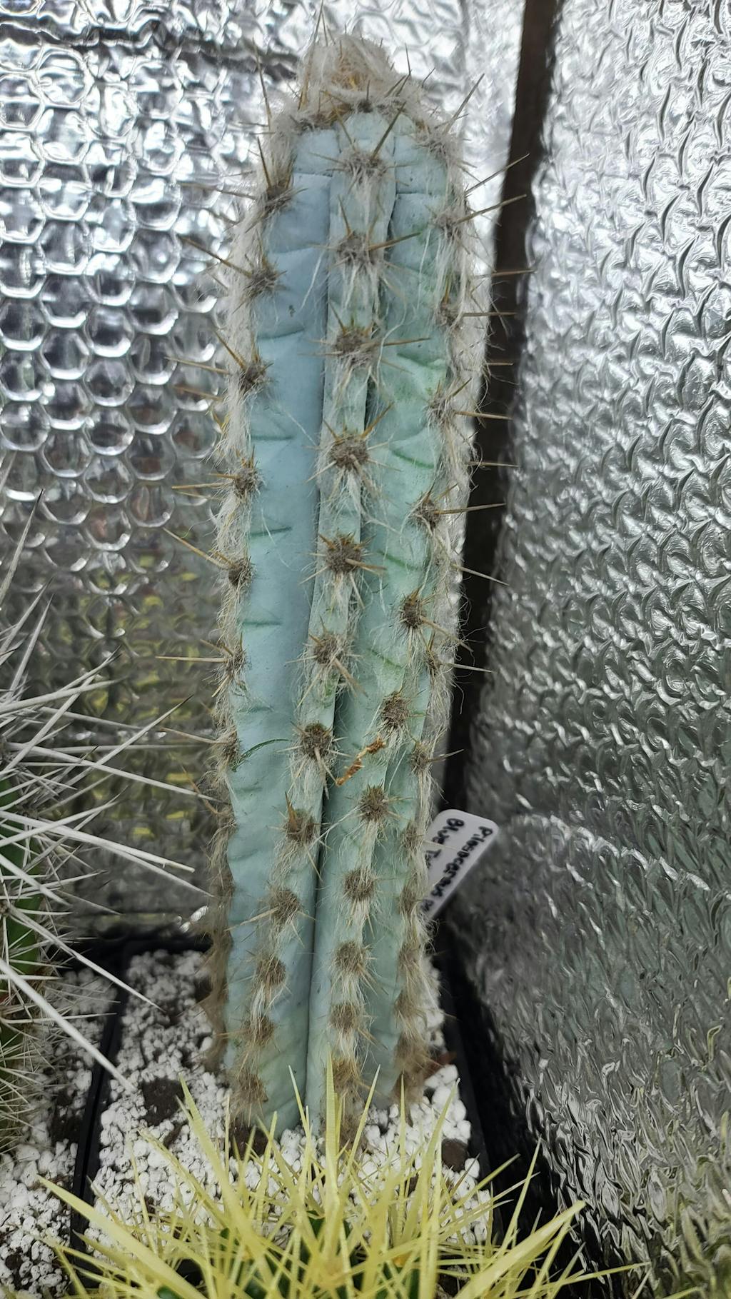 Brazillian Blue Columnar (Pilosocereus pachycladus) | Exotic Cacti ...