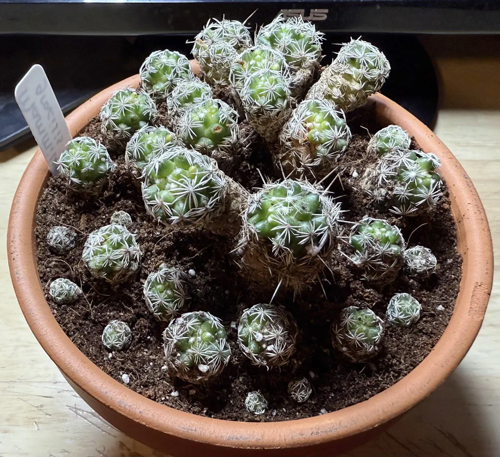 Mammillaria gracilis fragilis - (Thimble Cactus) – CactusWarehouse