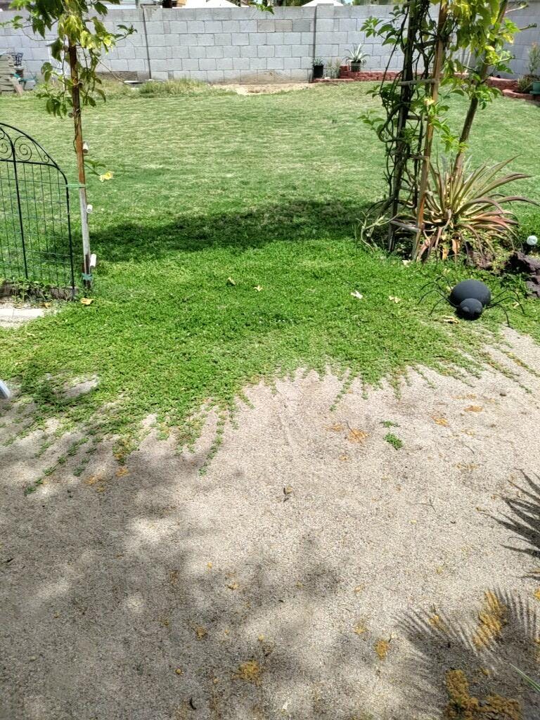 Kurapia Ground Cover | Kurapia Plugs | California Lawn Alternatives