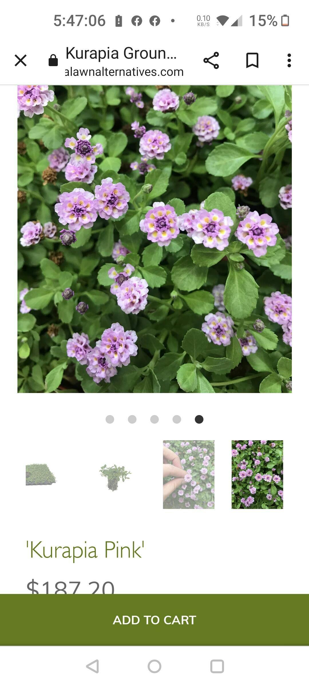 Kurapia Ground Cover | Kurapia Plugs | California Lawn Alternatives