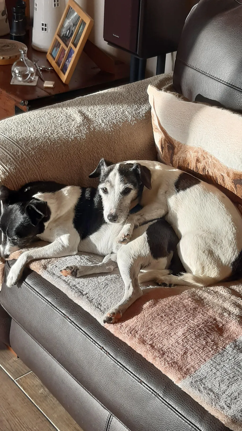 Leaky Dog: Natural Incontinence Support — Canine Natural Cures
