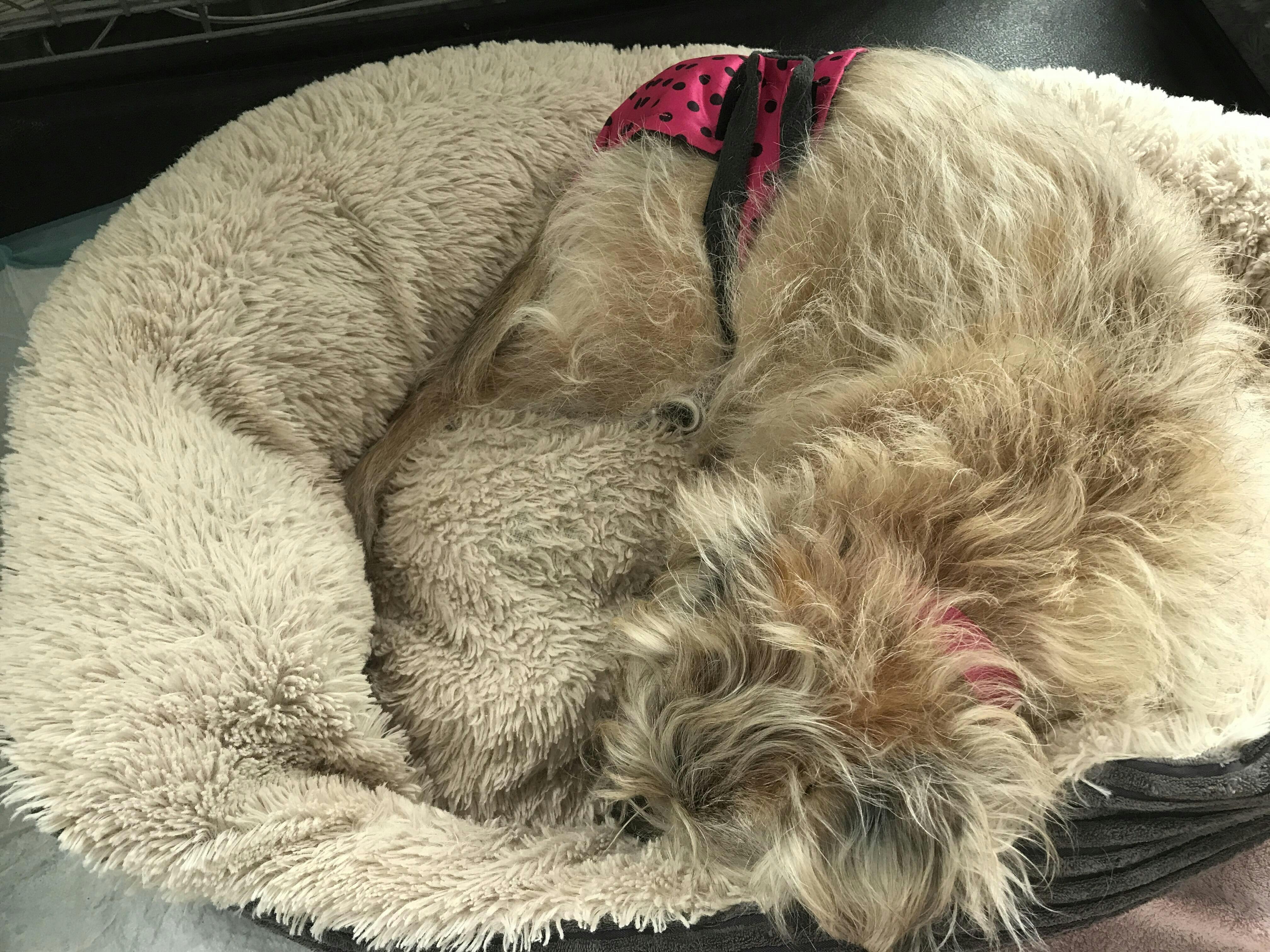 Leaky Dog: Natural Incontinence Support — Canine Natural Cures