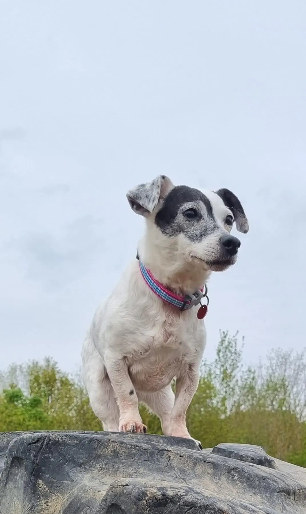 Leaky Dog: Natural Incontinence Support — Canine Natural Cures