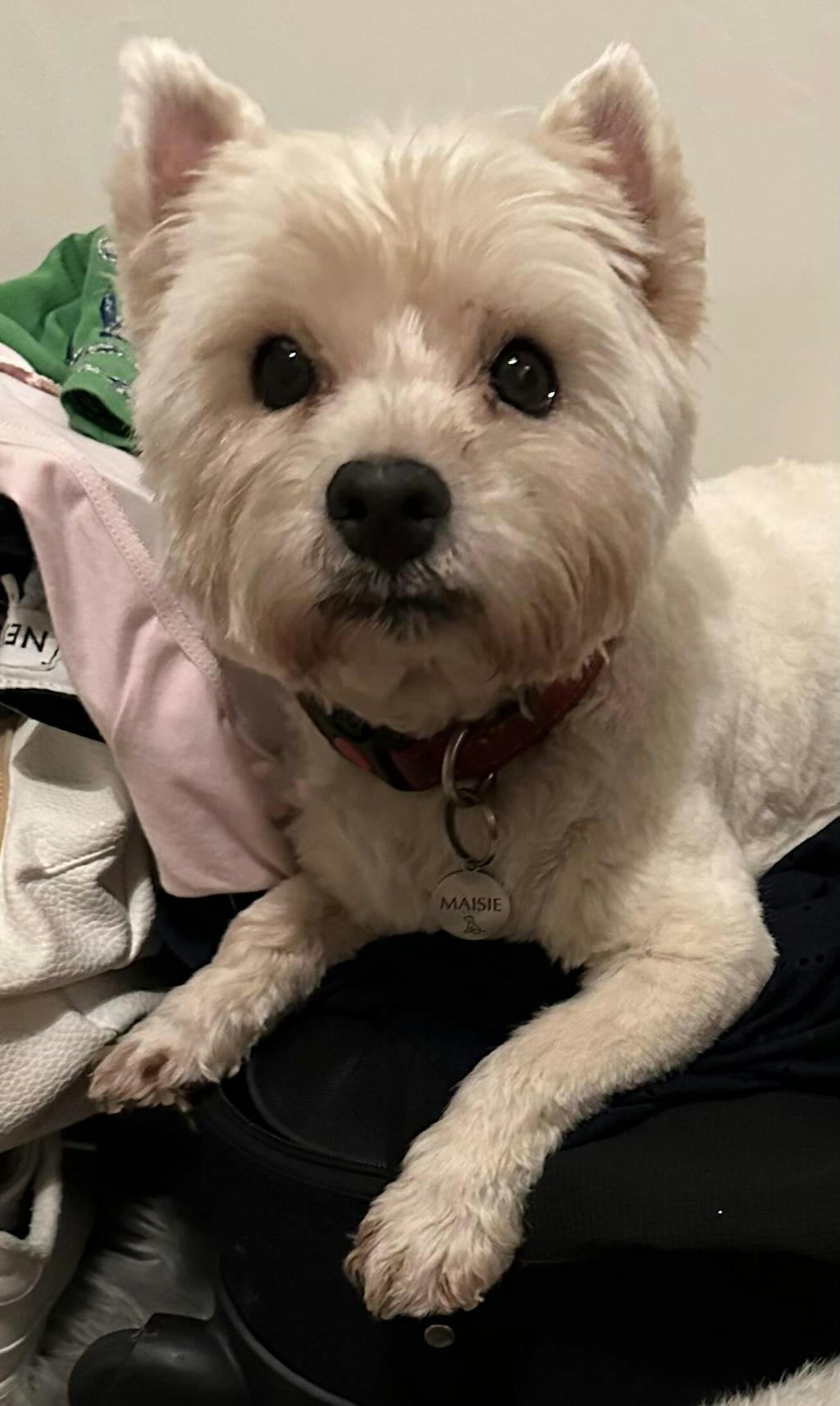 Leaky Dog: Natural Incontinence Support – Canine Natural Cures