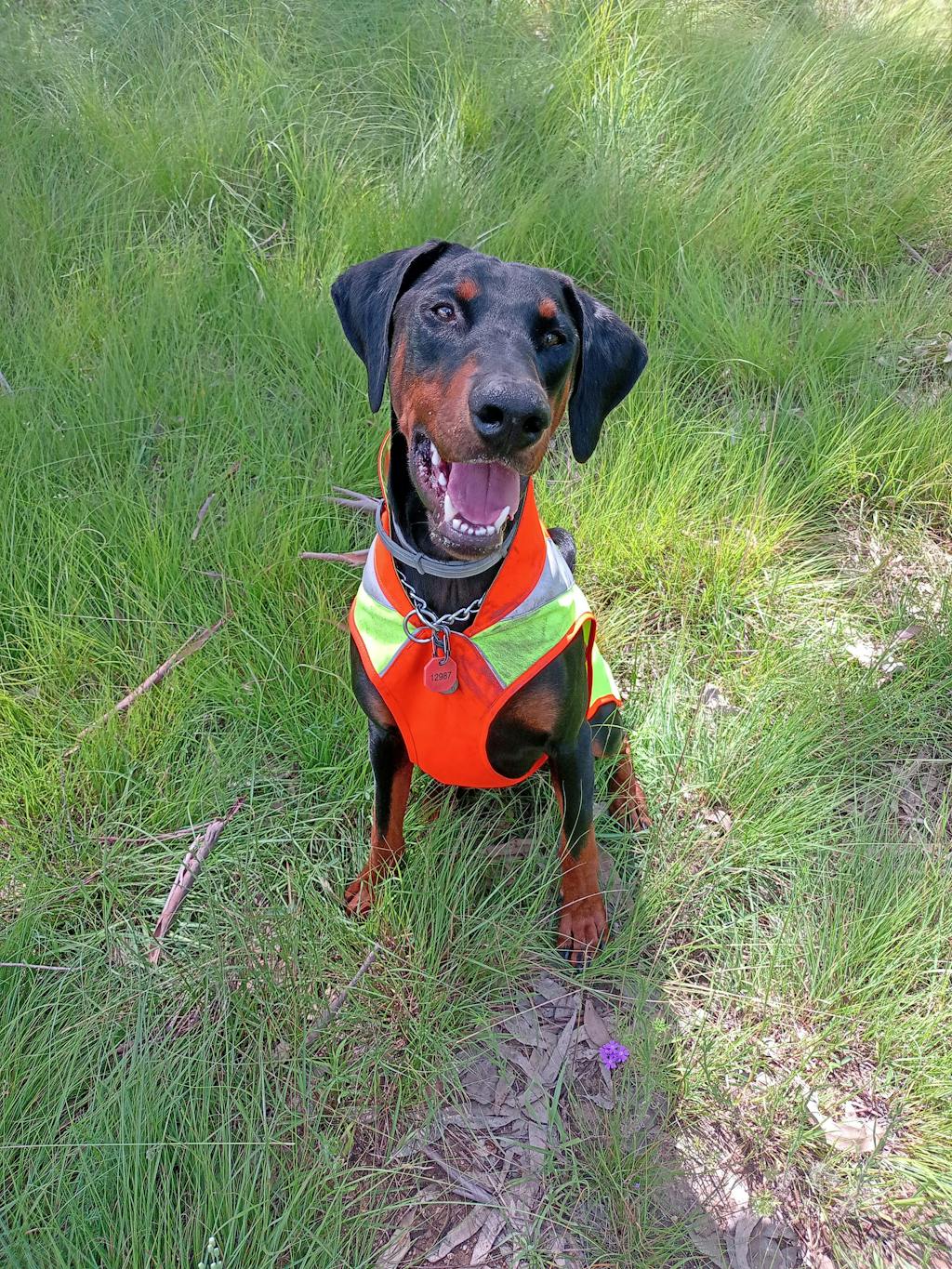 Australia's Ruffwear Experts | Canine Spirit | Durable Dog Accessories