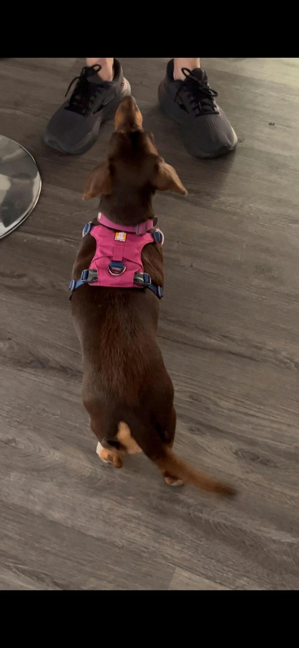 Australia's Ruffwear Experts | Canine Spirit | Durable Dog Accessories