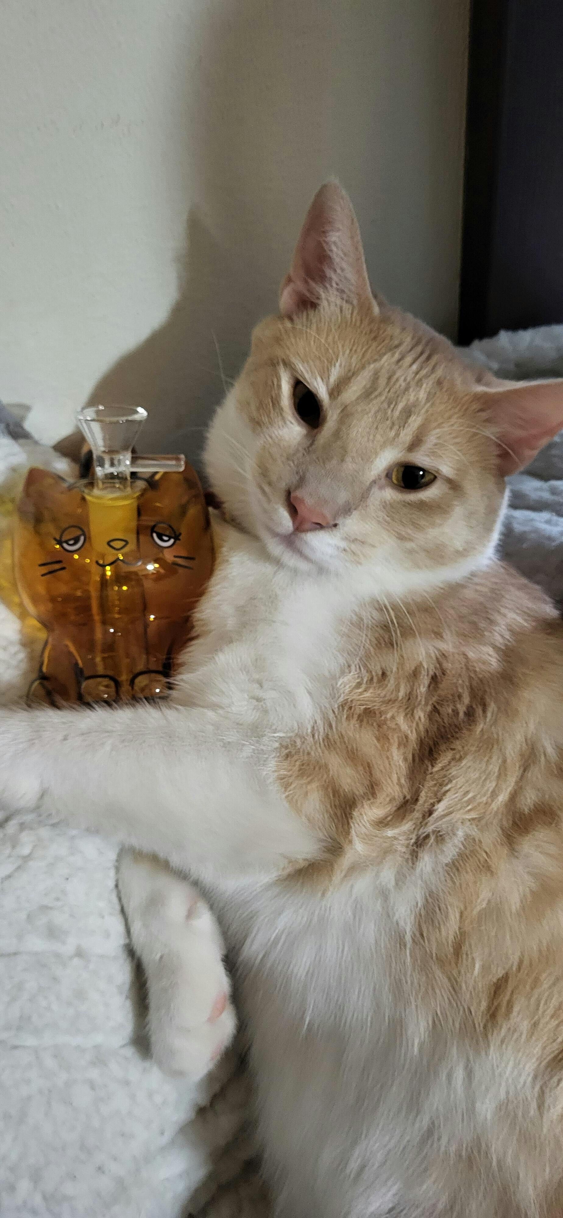 CANNACAT BUBBLER – Canna Style