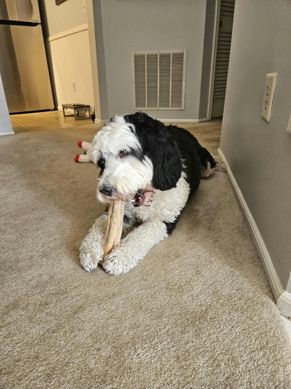 Coffee Wood Chews for Dogs | Sustainable & All-Natural from CANOPHERA ...