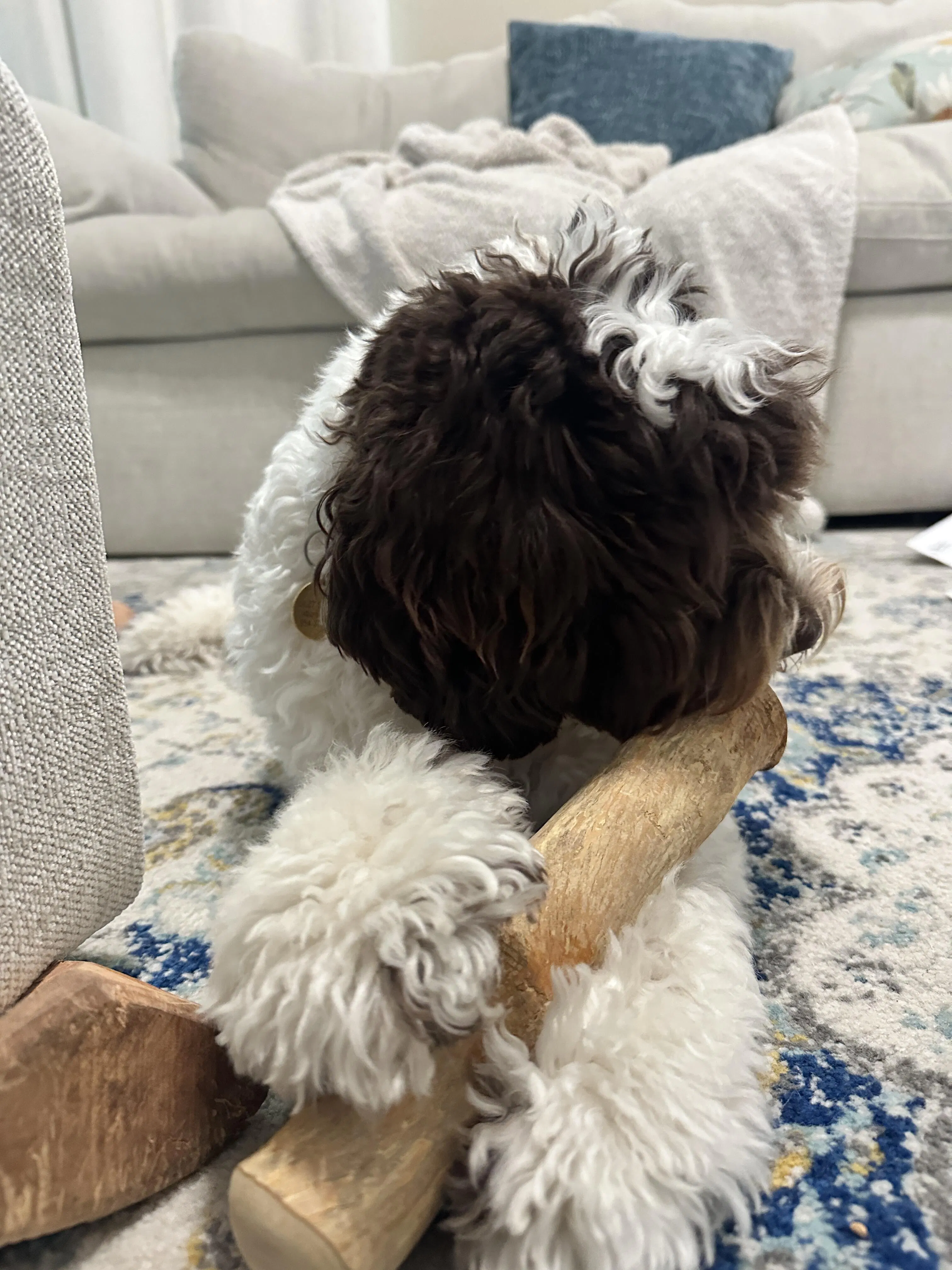 Briar Root Chews for Dogs | Sustainable & All-Natural from CANOPHERA ...