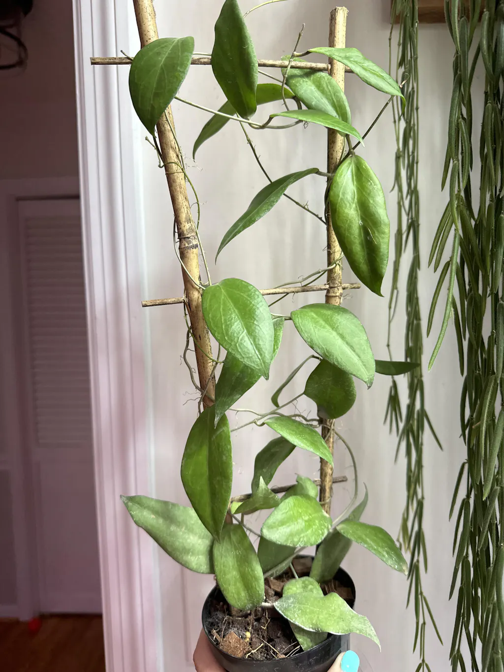 4" Hoya cutis-porcelana w/ trellis – Canopy Plant Co.