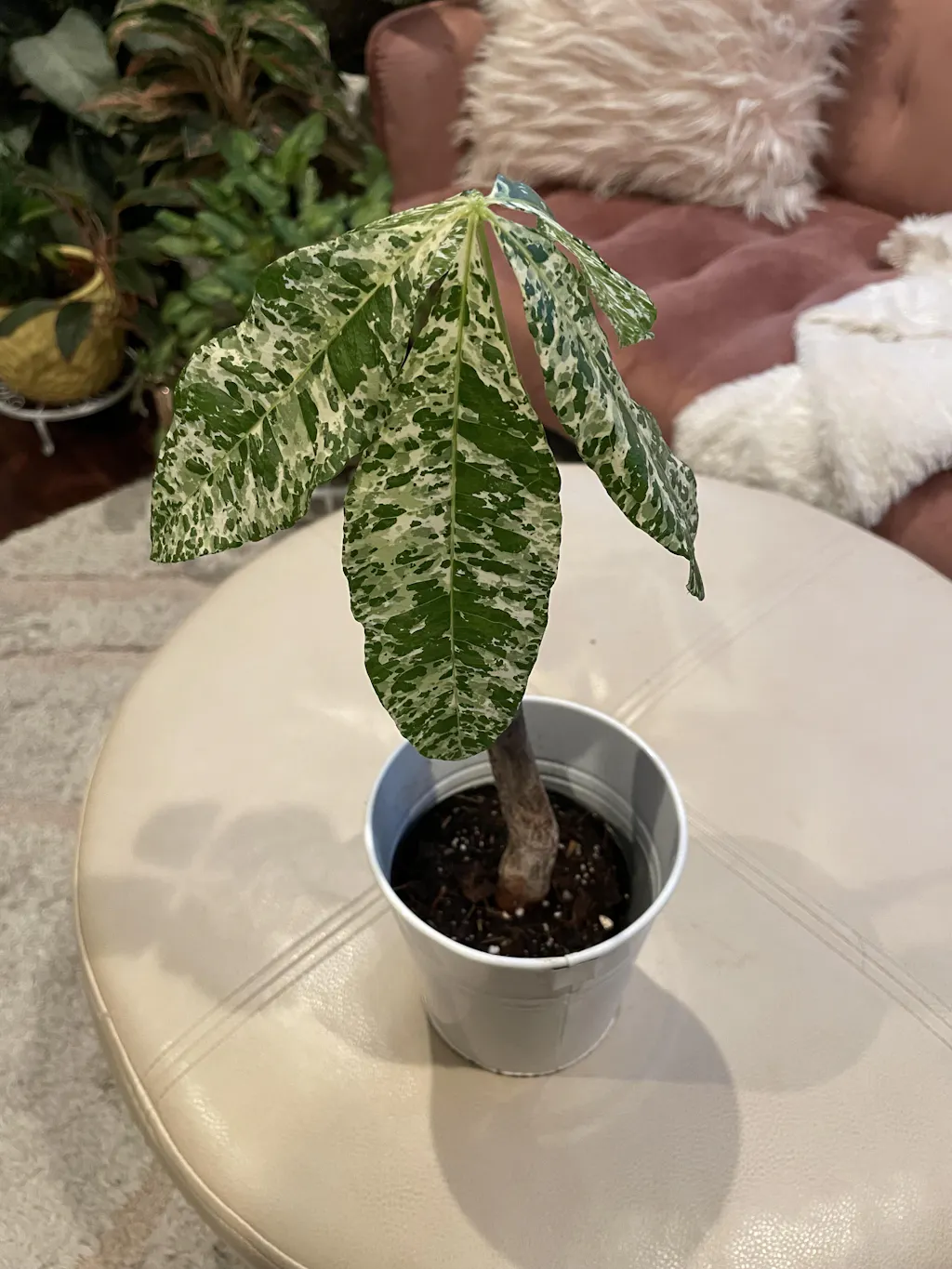 4" Pachira glabra 'Money Tree' variegated – Canopy Plant Co.