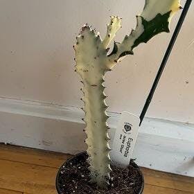4" Euphorbia lactea 'Ghost Cactus' – Canopy Plant Co.