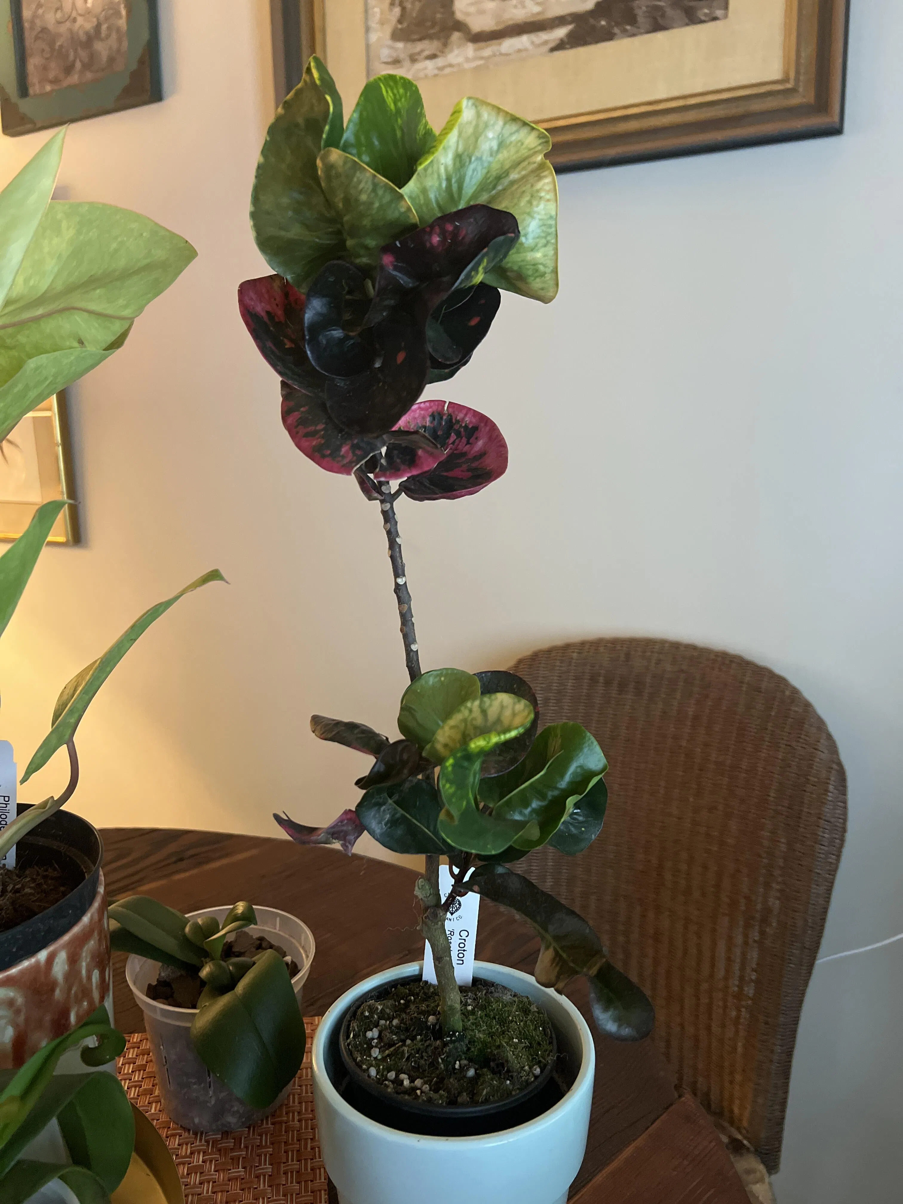 4" Croton Rose – Canopy Plant Co.