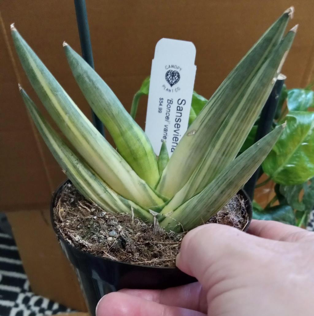 4" Sansevieria cylindrica 'Boncel' (variegated) – Canopy Plant Co.