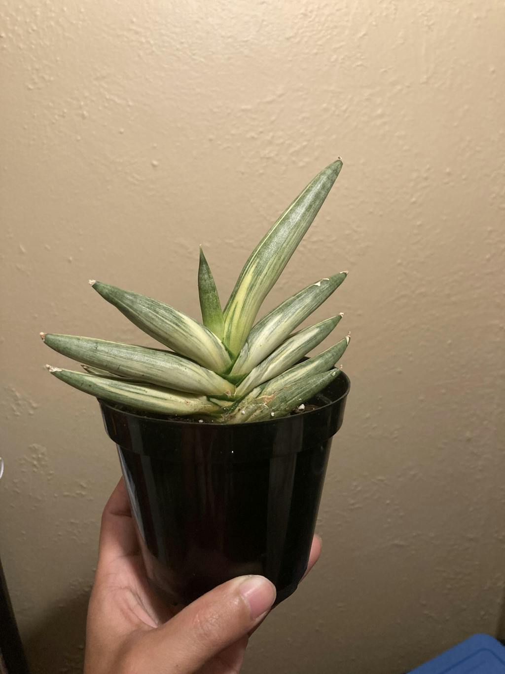 4" Sansevieria cylindrica 'Boncel' (variegated) – Canopy Plant Co.