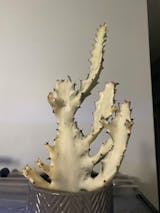 4" Euphorbia lactea 'Ghost Cactus' – Canopy Plant Co.