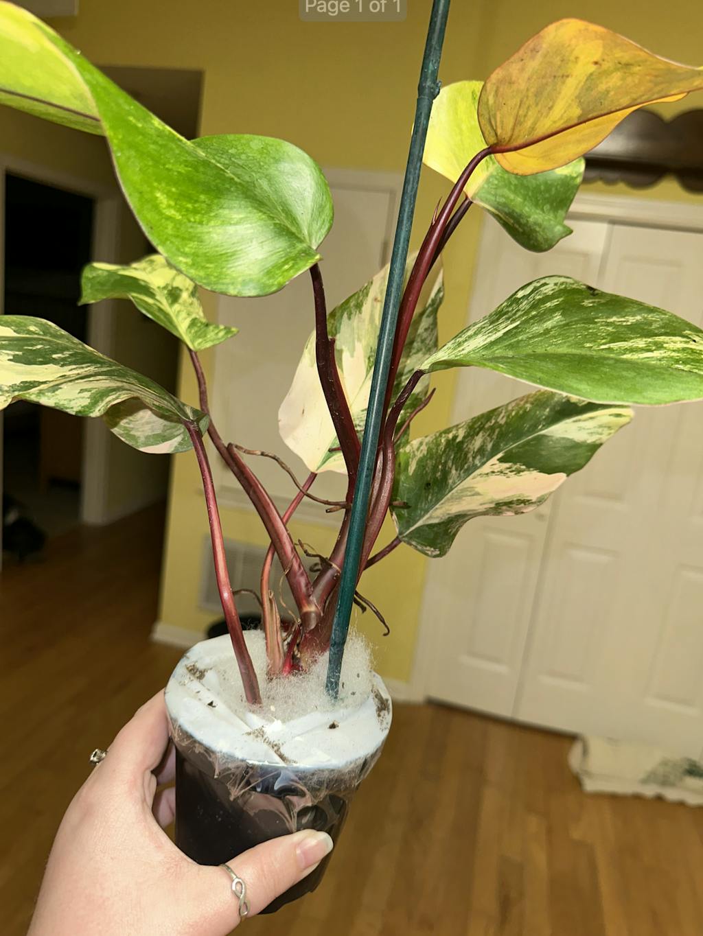 4” Philodendron 'Strawberry Shake' – Canopy Plant Co.
