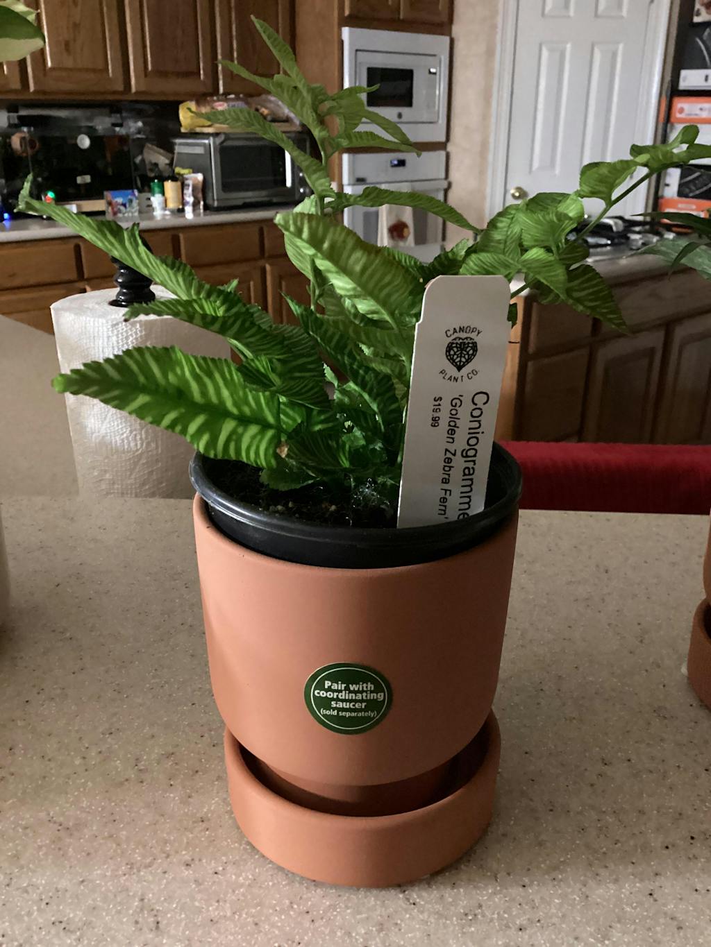 4" ‘Golden Zebra’ fern (Coniogramme emeiensis) – Canopy Plant Co.