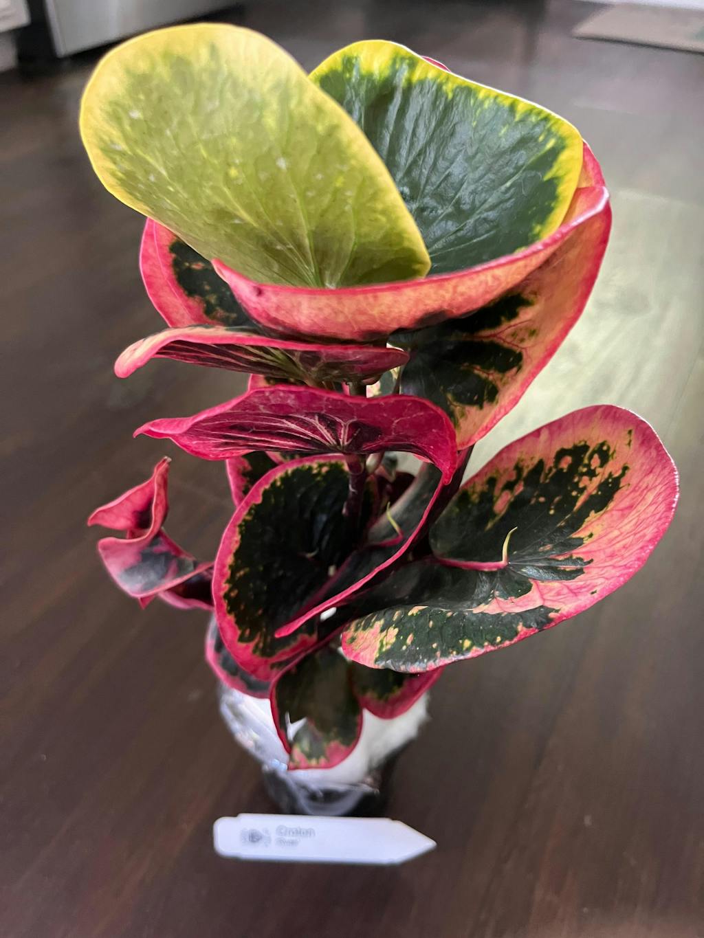 4" Croton ‘Rose’ – Canopy Plant Co.