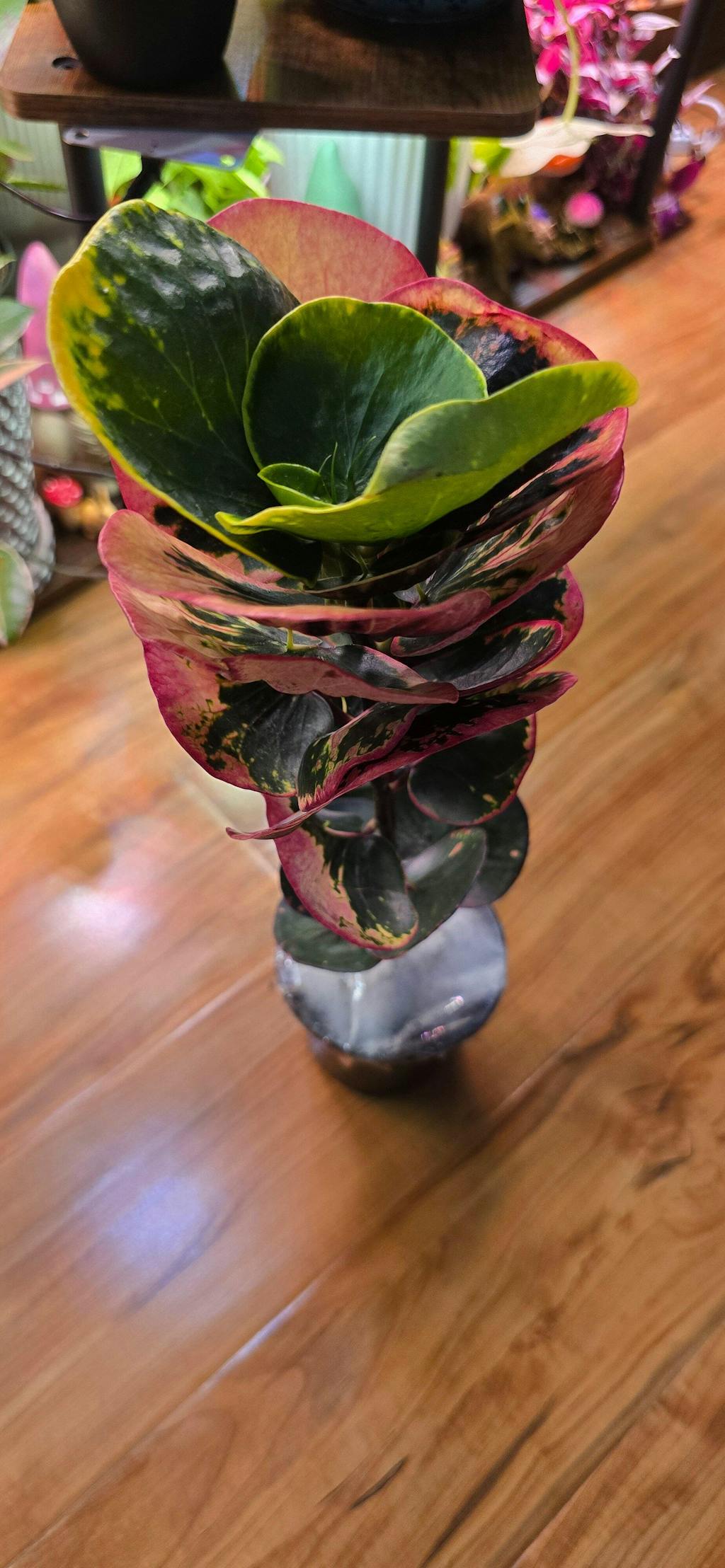 4" Croton ‘Rose’ – Canopy Plant Co.