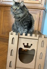 Cat Castle – Cardboard Cat Homes