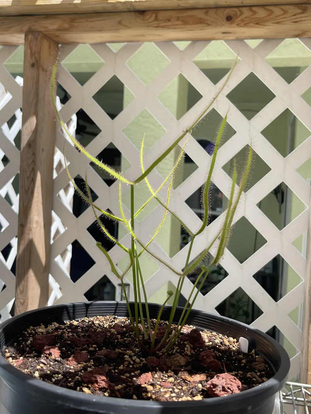 Utricularia gibba — Carnivorous Plant Nursery