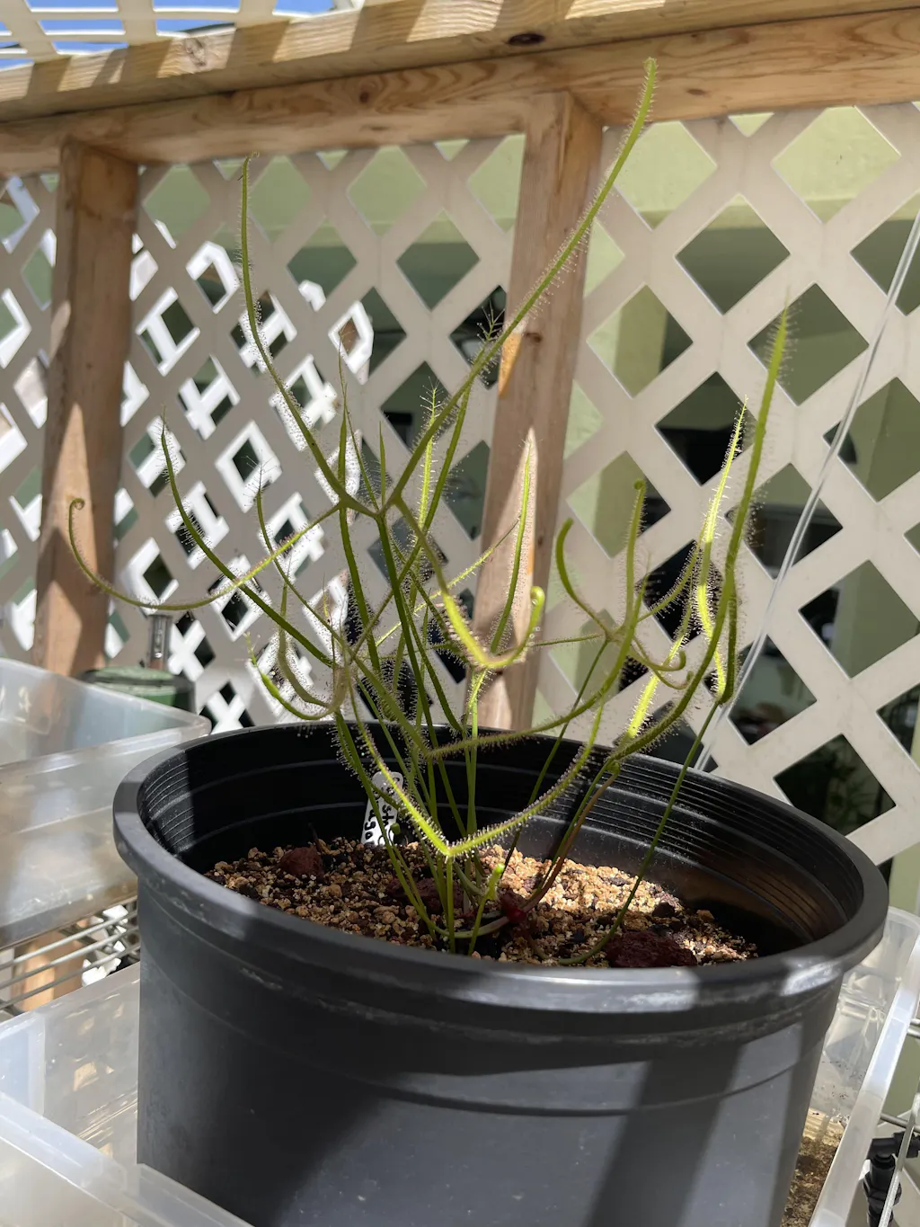 Utricularia gibba — Carnivorous Plant Nursery