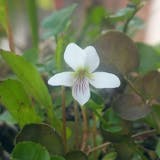 Bog Violet — Carnivorous Plant Nursery