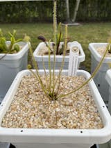 Drosera filiformis filiformis — Carnivorous Plant Nursery