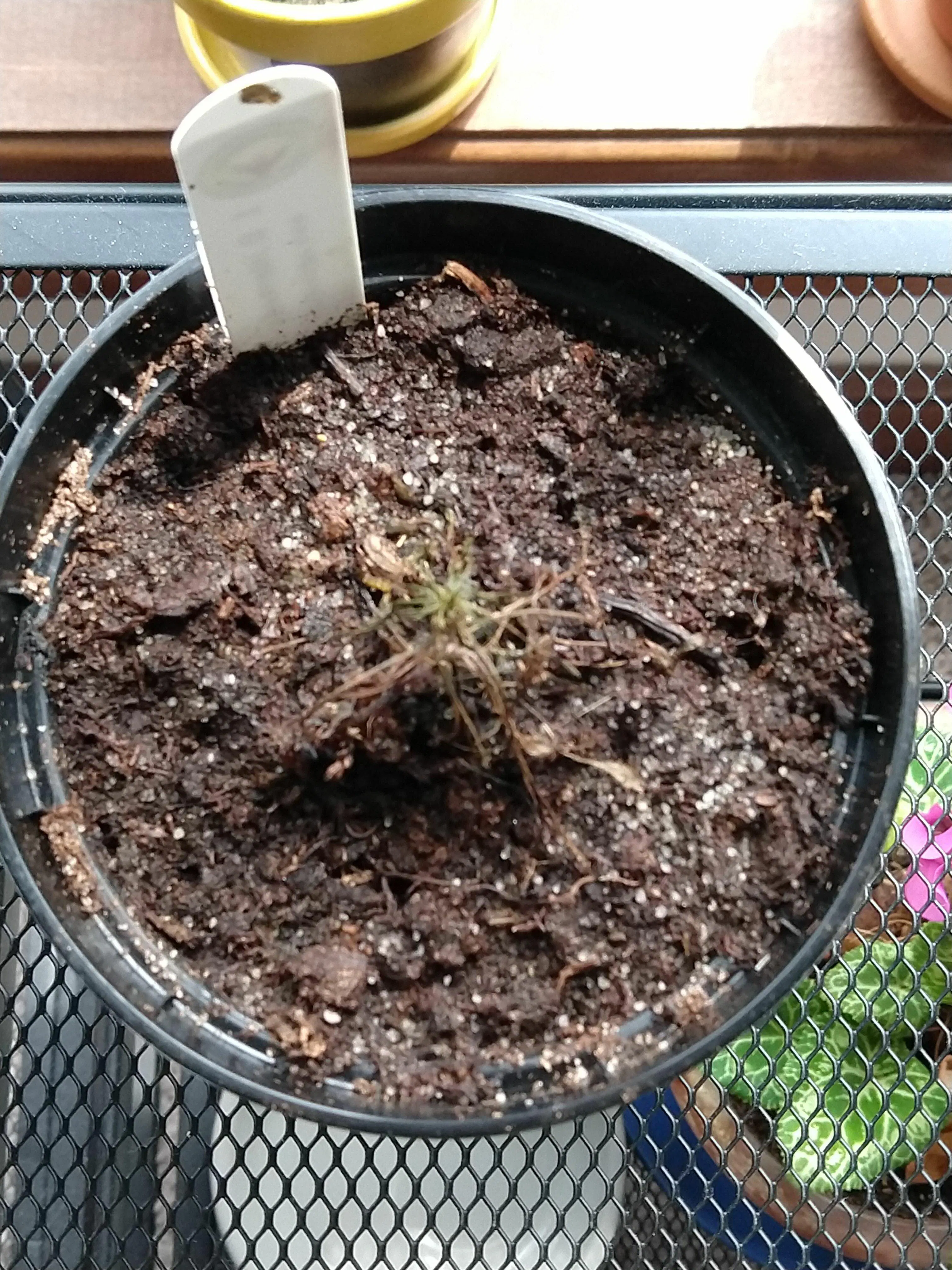 Drosera intermedia — Carnivorous Plant Nursery