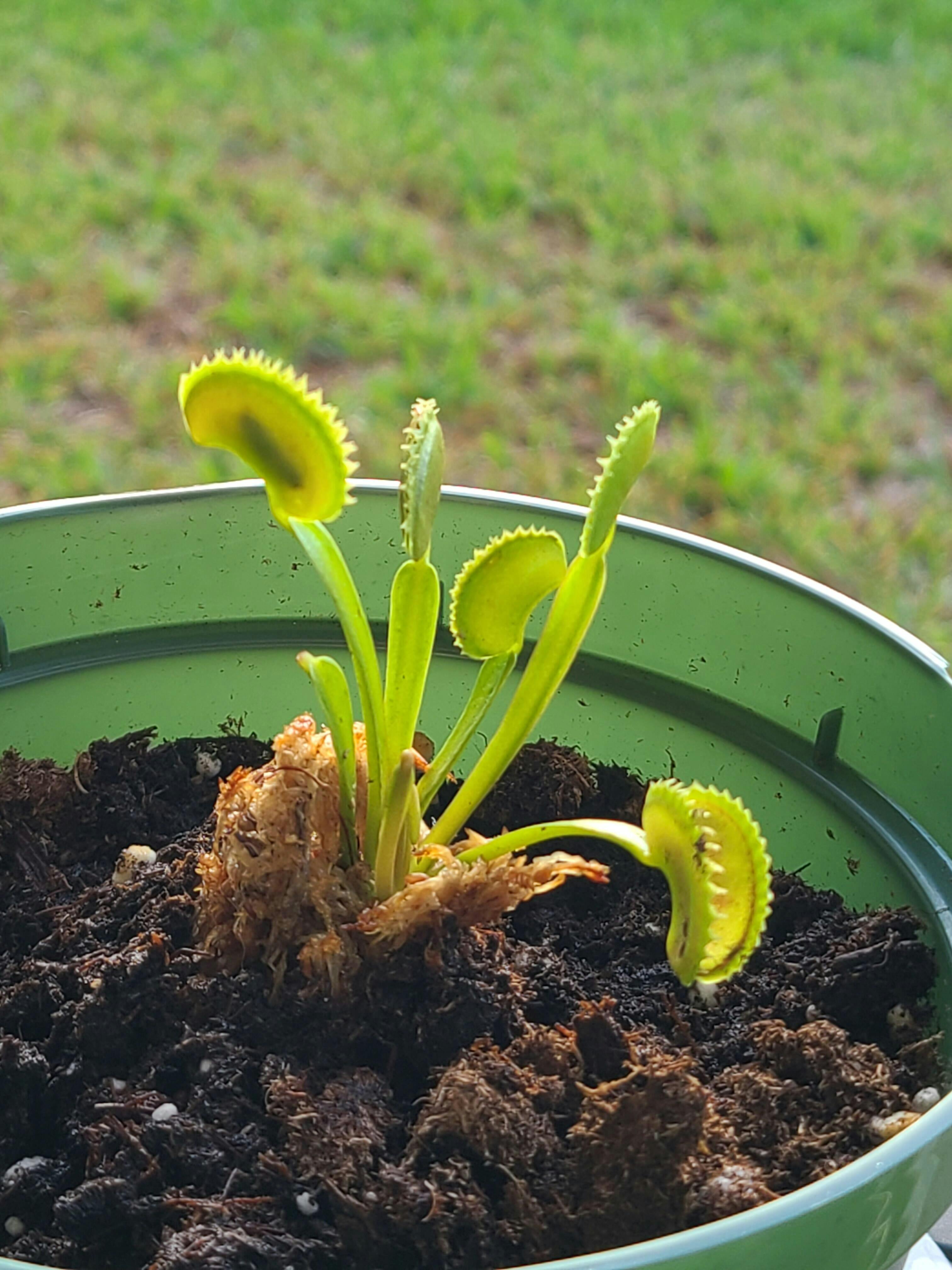 Venus Flytrap - Dentate Traps