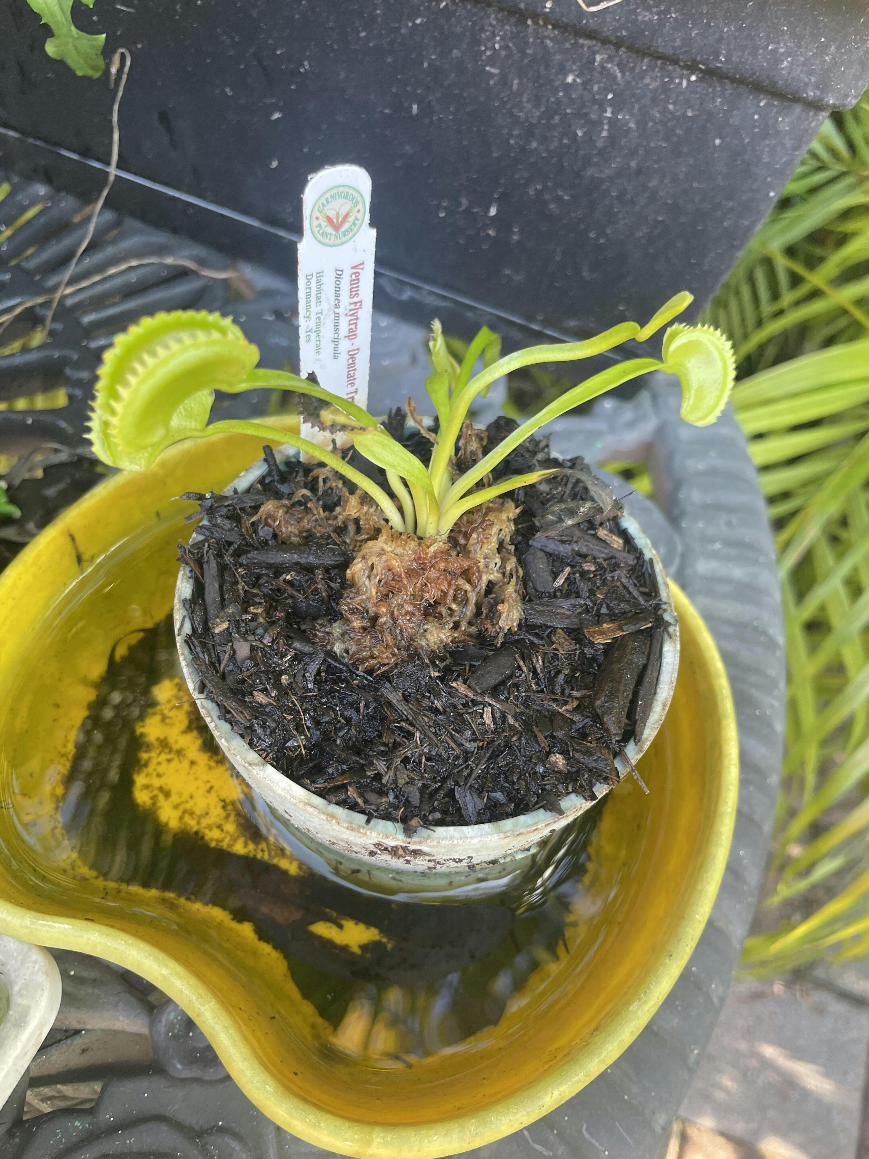 Venus Flytrap - Dentate Traps