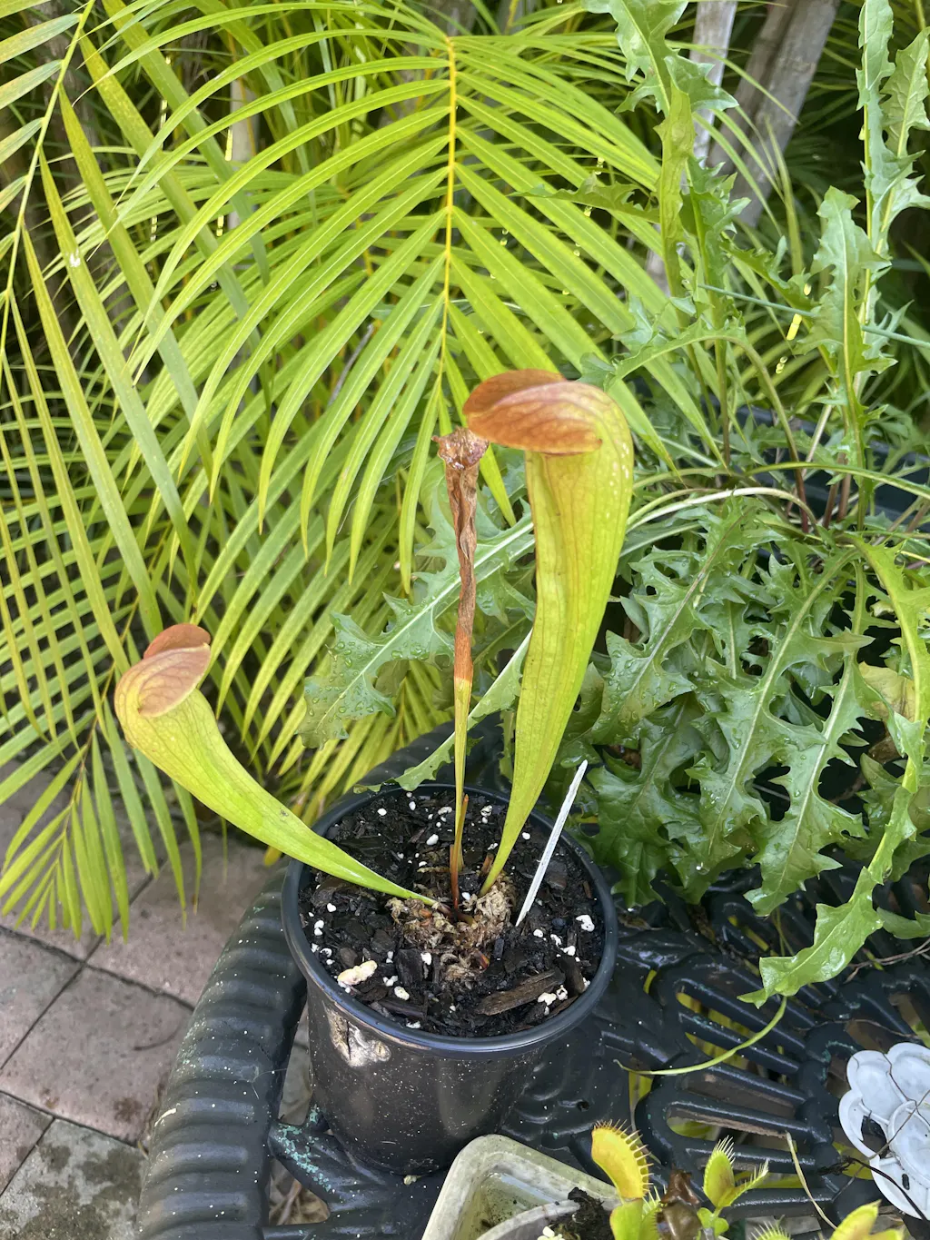 Sarracenia x Bug Bat Pitcher Plant | Carnivorous Plant Nursery