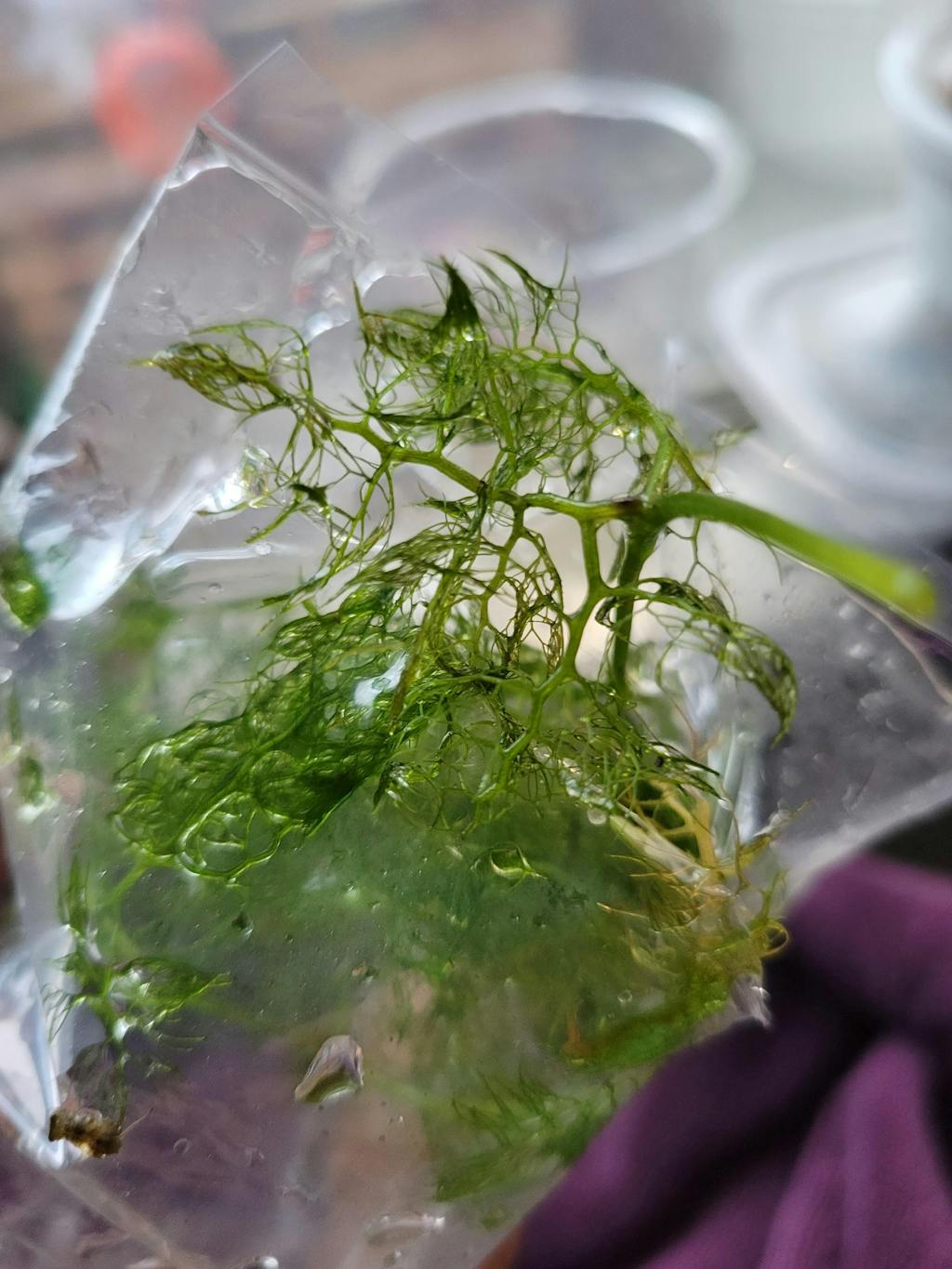 Utricularia inflata