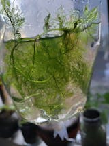 Utricularia inflata