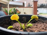 Venus Flytrap - Dentate Traps