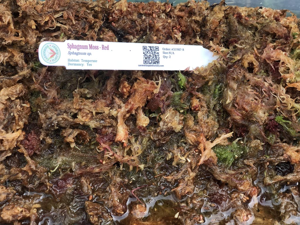 Red Sphagnum Moss [For Sale] | Carnivorous Plant Nursery