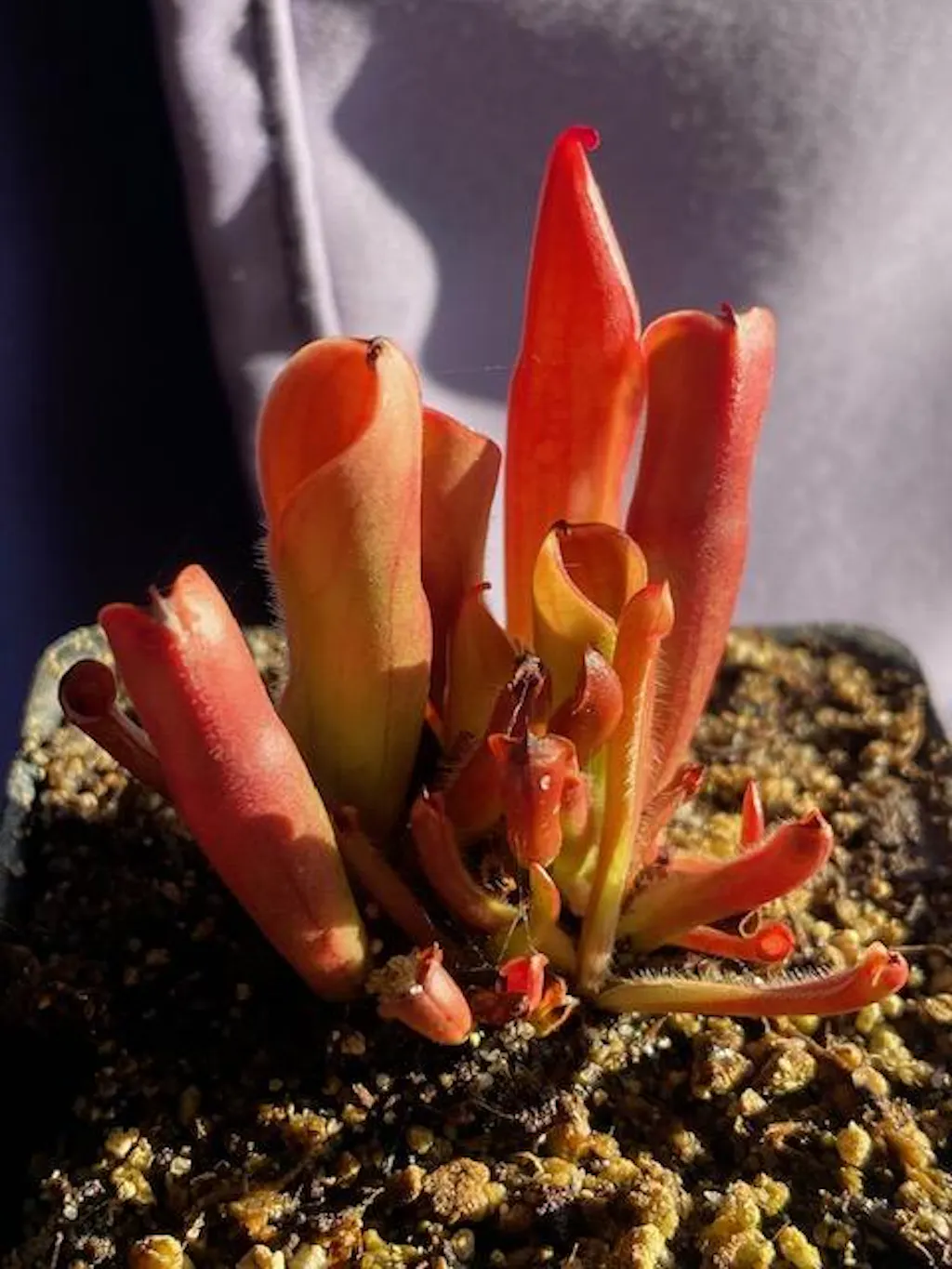 Heliamphora heterodoxa x minor