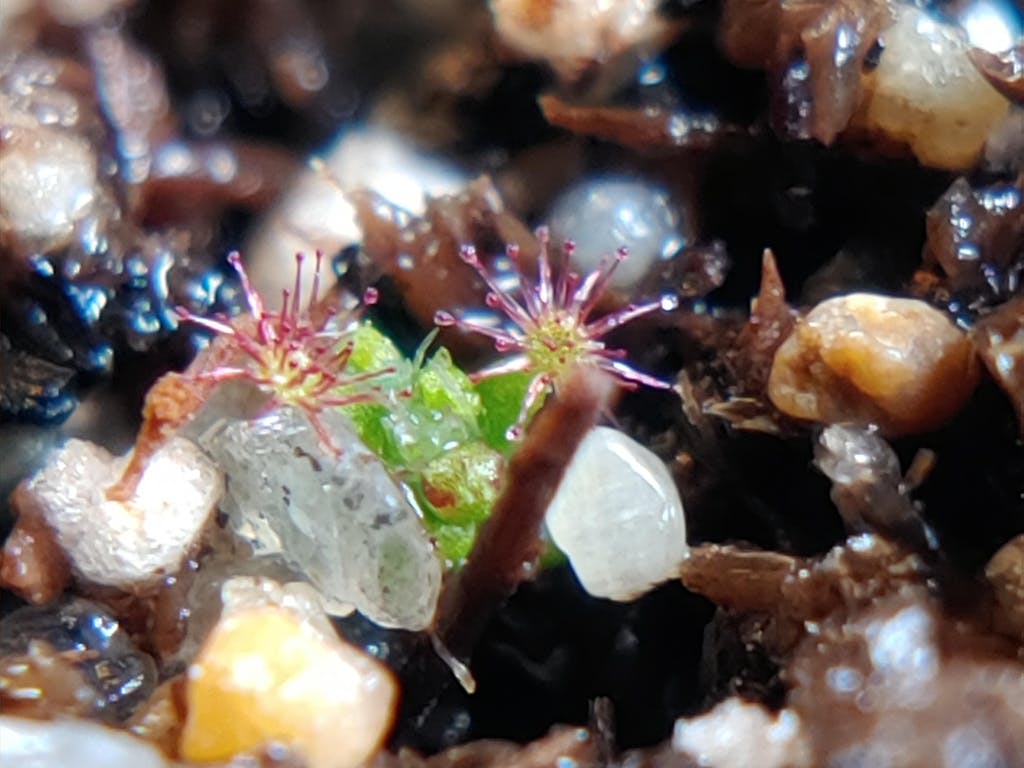 Drosera roseana Gemmae