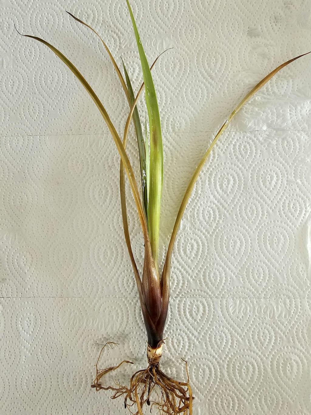 Brocchinia acuminata