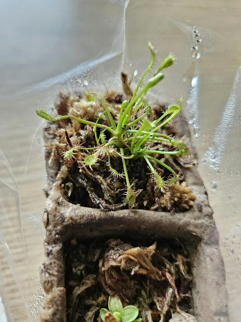 Drosera Intermedia [For Sale] | Oblong-Leaved, Water Sundew