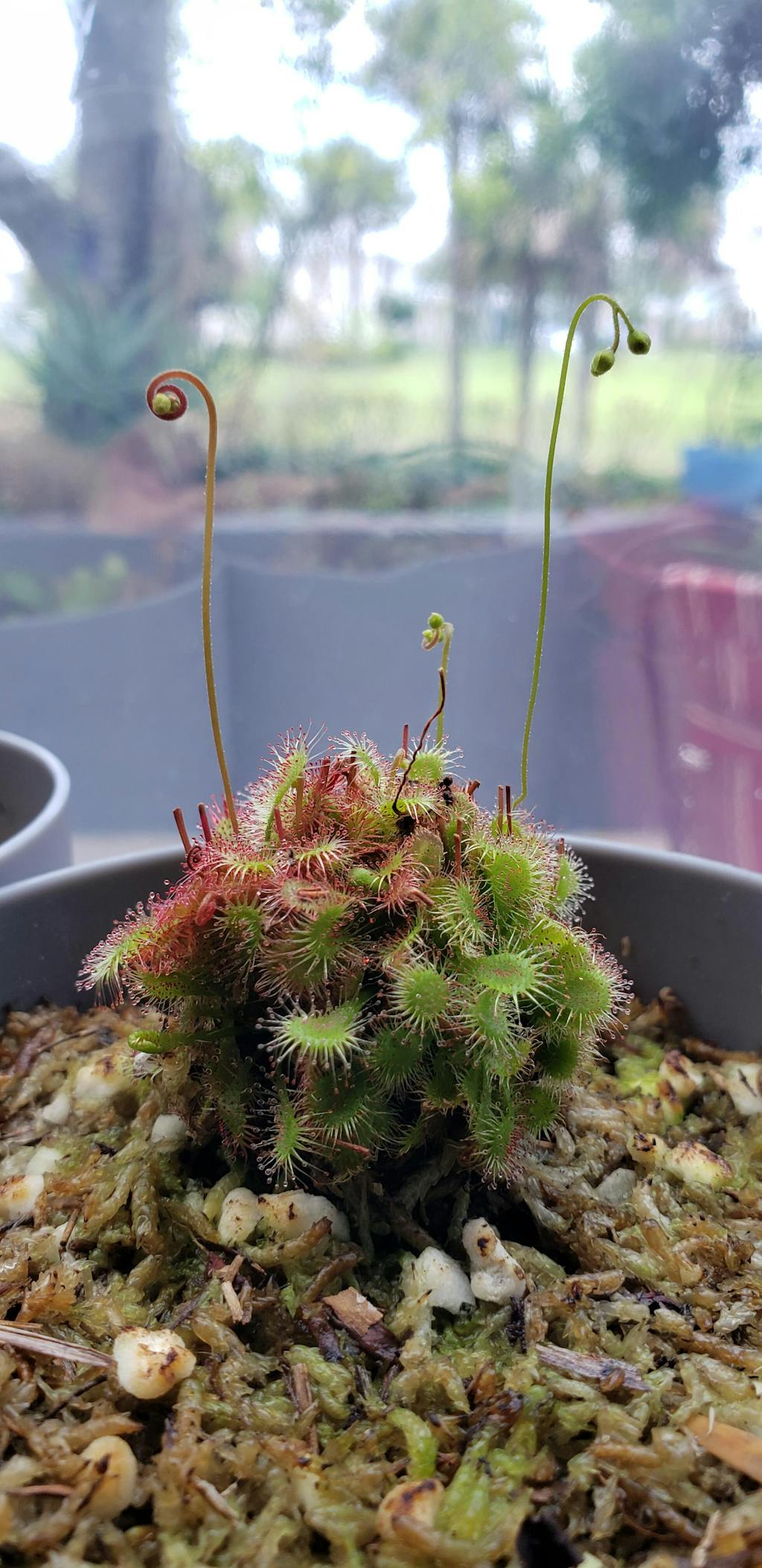 Drosera Spatulata Sundew Plant - For Sale | Carnivorous Plants