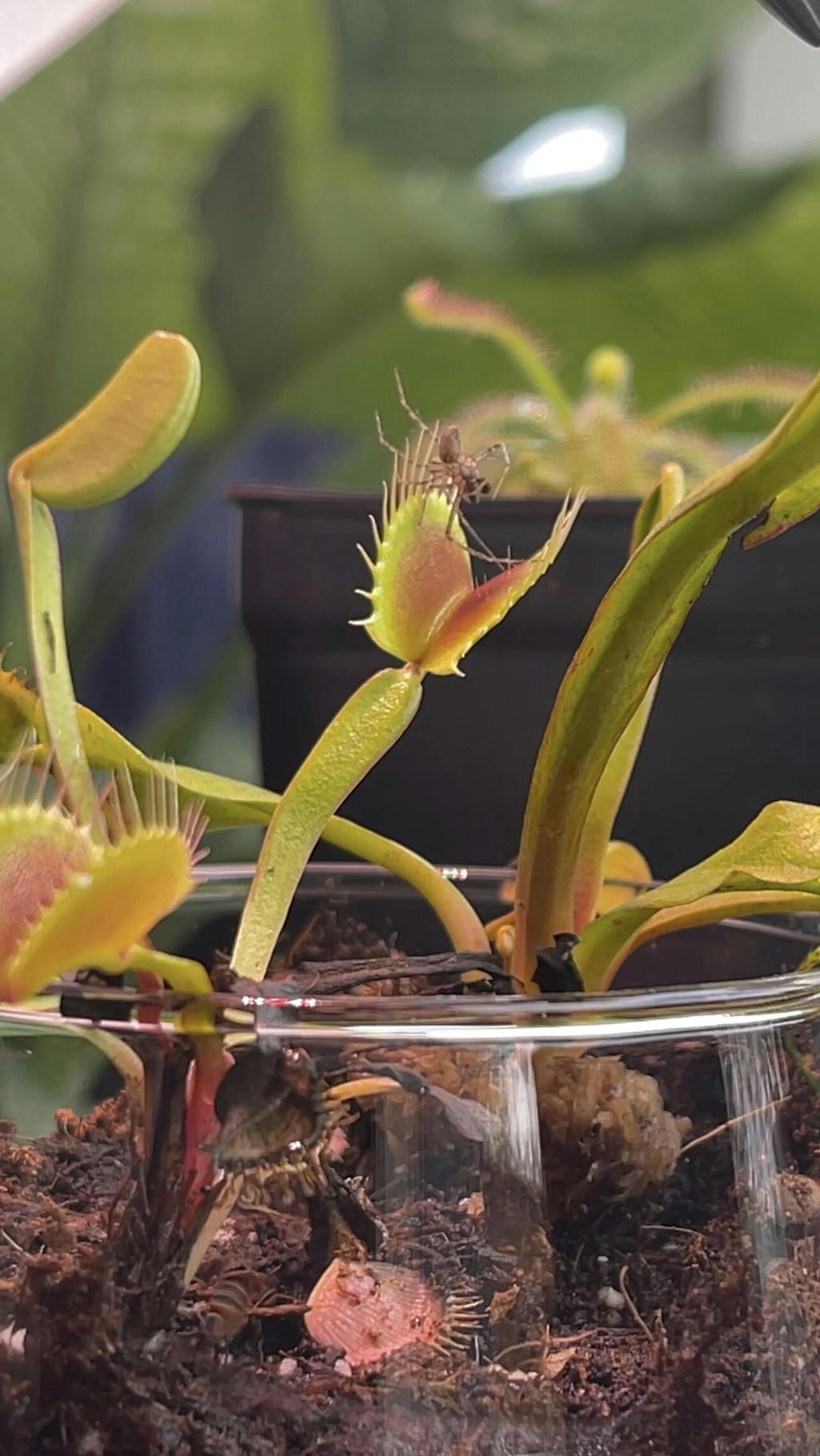 Venus Flytrap - Pinnacle