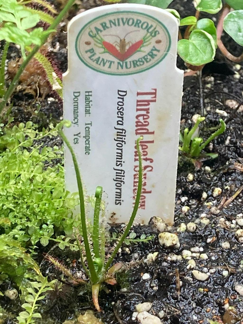 Drosera Filiformis Tracyi - Thread Leaved Sundew